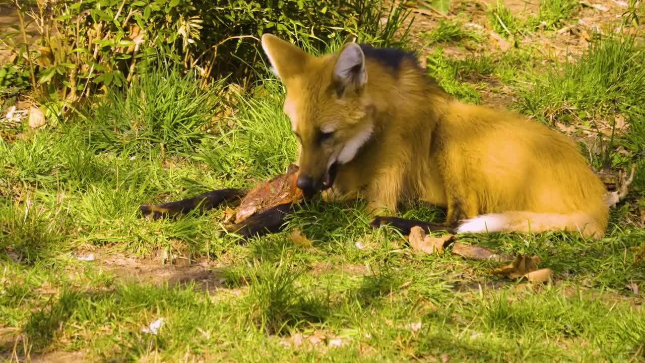 The Maned Wolf: South America's Largest Canine Up Close
