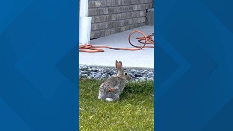 Rabbits shot with blow darts in Aurora