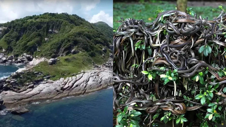 Snake Island secrets: Home to deadly snakes, banned to humans