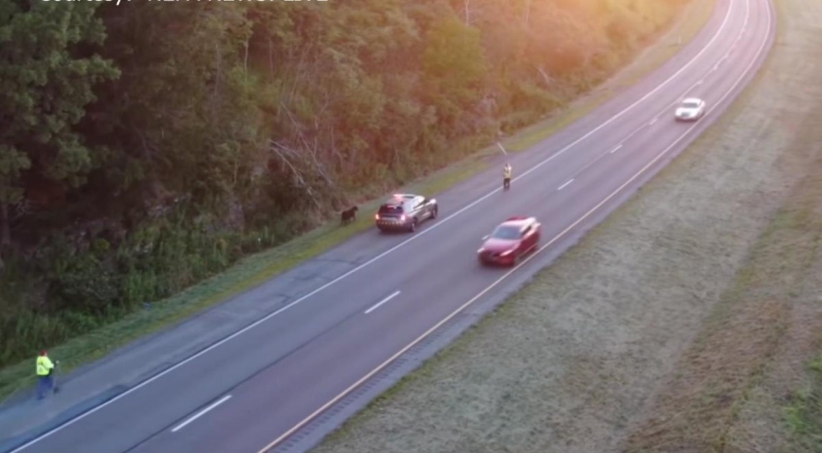 Watch: Emergency responders chase cow on Pennsylvania highway