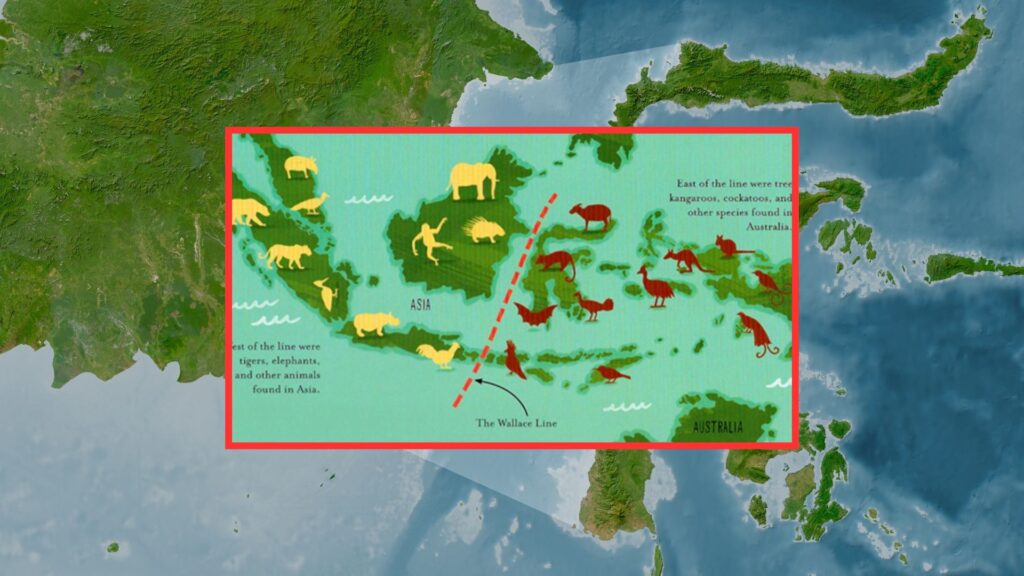 The Wallace Line Mystery: Earth's Natural Barrier No Species Will Cross