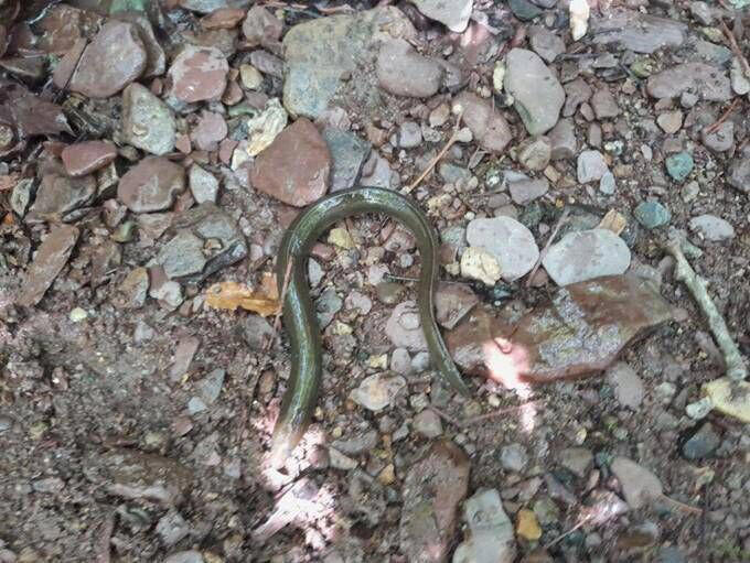 River Blackwater disaster: 'I have seen fish infections before but ...