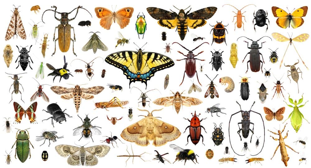 10 Fascinating Facts We Didn’t Know About Insects