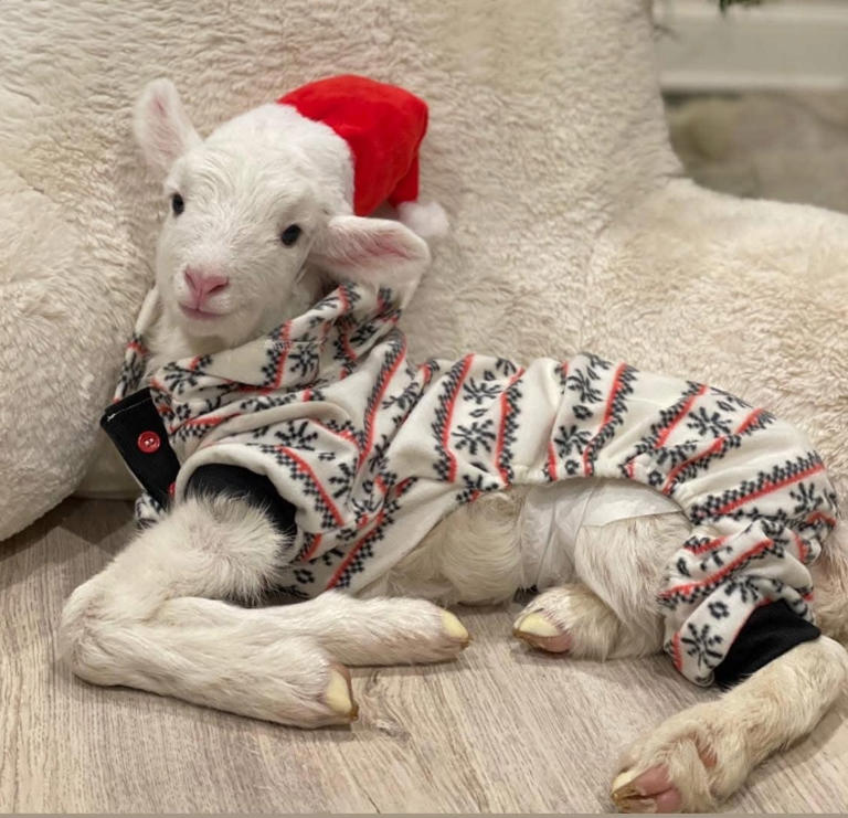 Disabled sheep gets custom-made cart, learns to drive it with her head