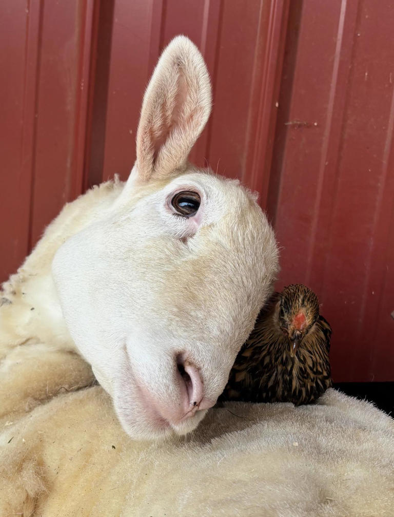 Disabled sheep gets custom-made cart, learns to drive it with her head