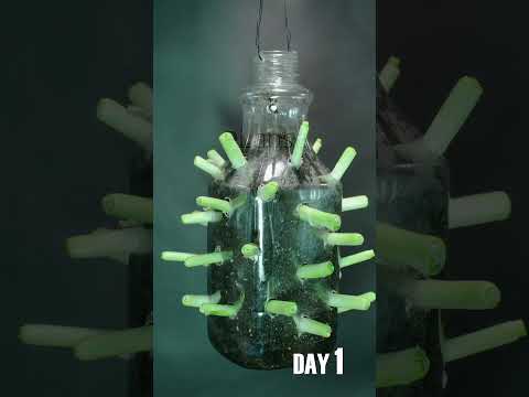 Re-growing green onion in bottle time lapse