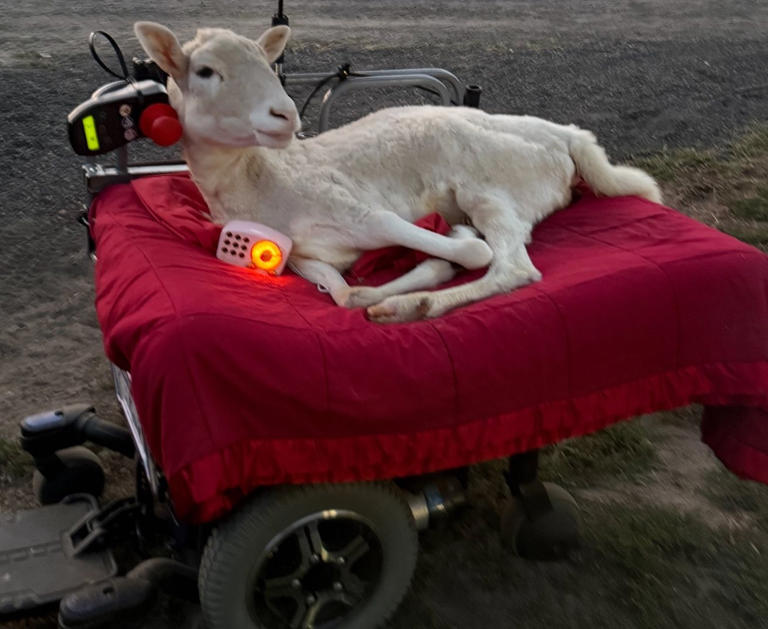 Disabled sheep gets custom-made cart, learns to drive it with her head