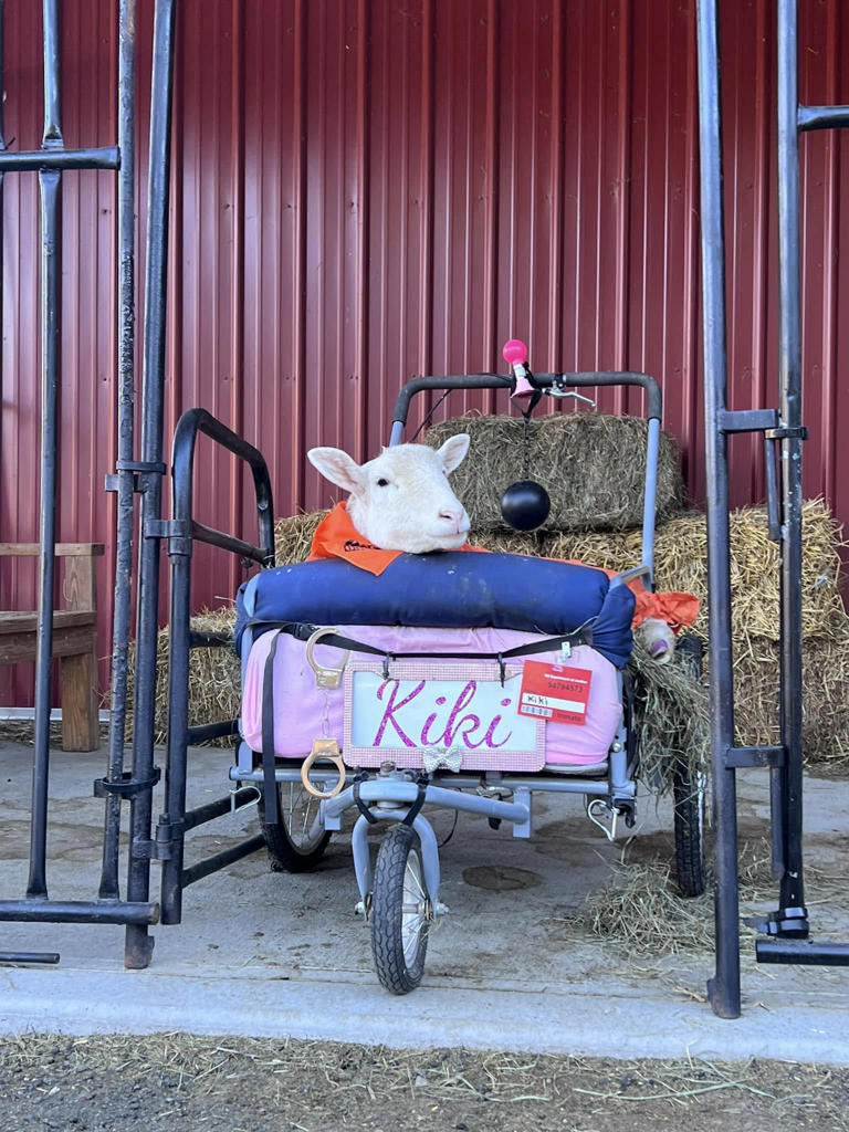 Disabled sheep gets custom-made cart, learns to drive it with her head