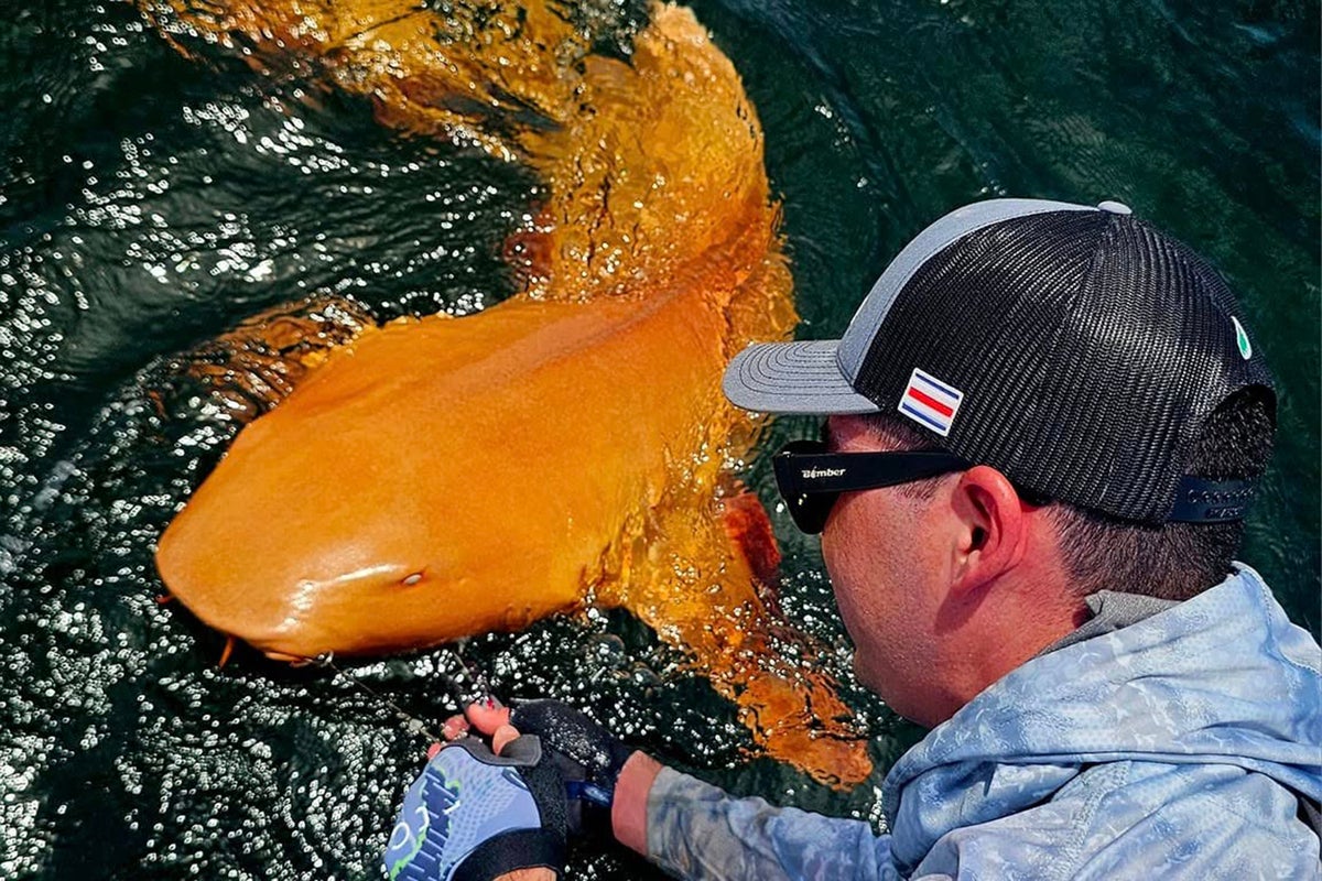 Extremely rare bright orange shark with white eyes discovered in the ...
