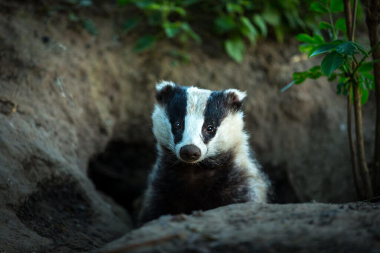 Are Badgers Dangerous? The Myths vs The Reality