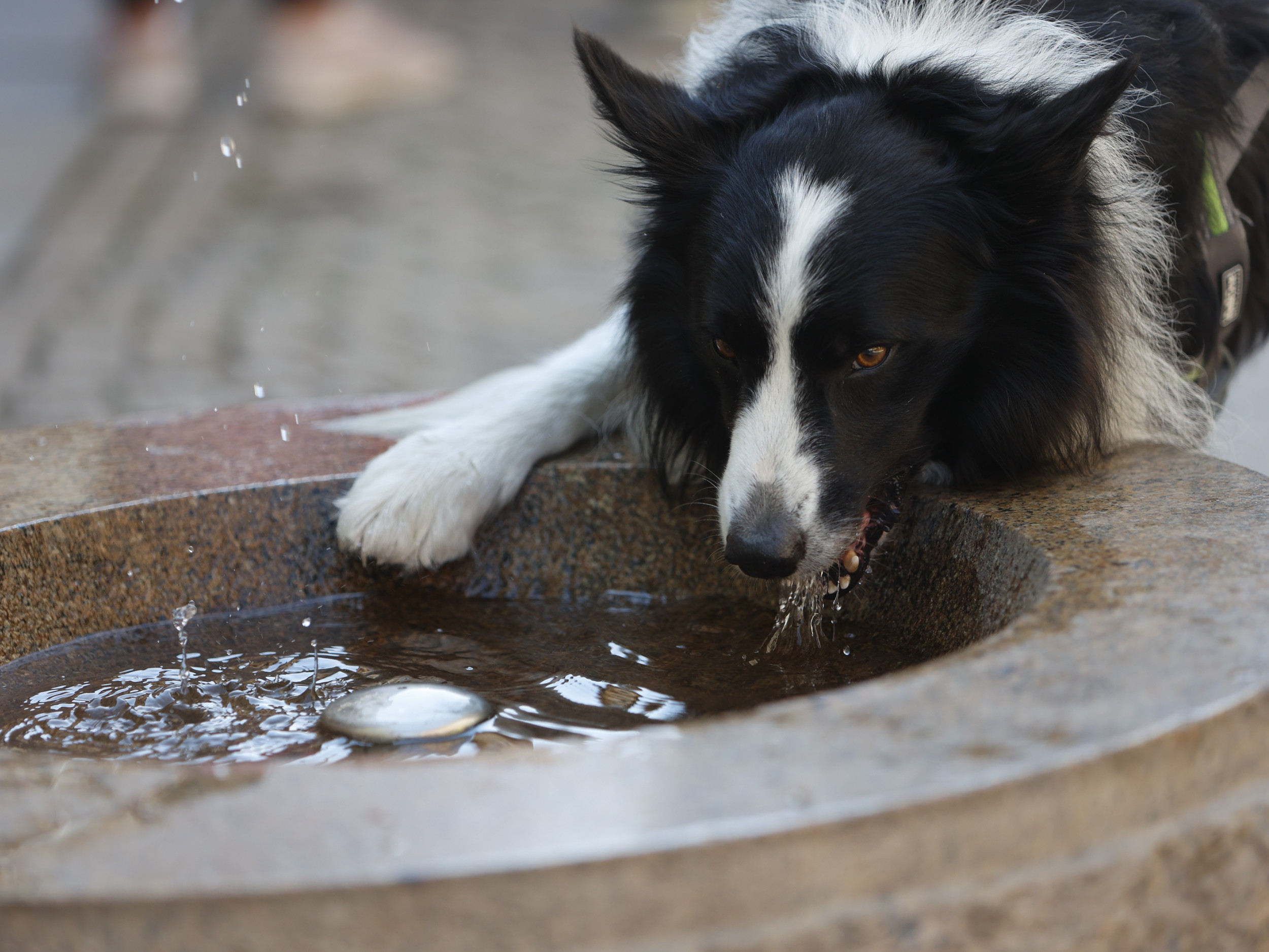 Pet owners issued drinking water warning