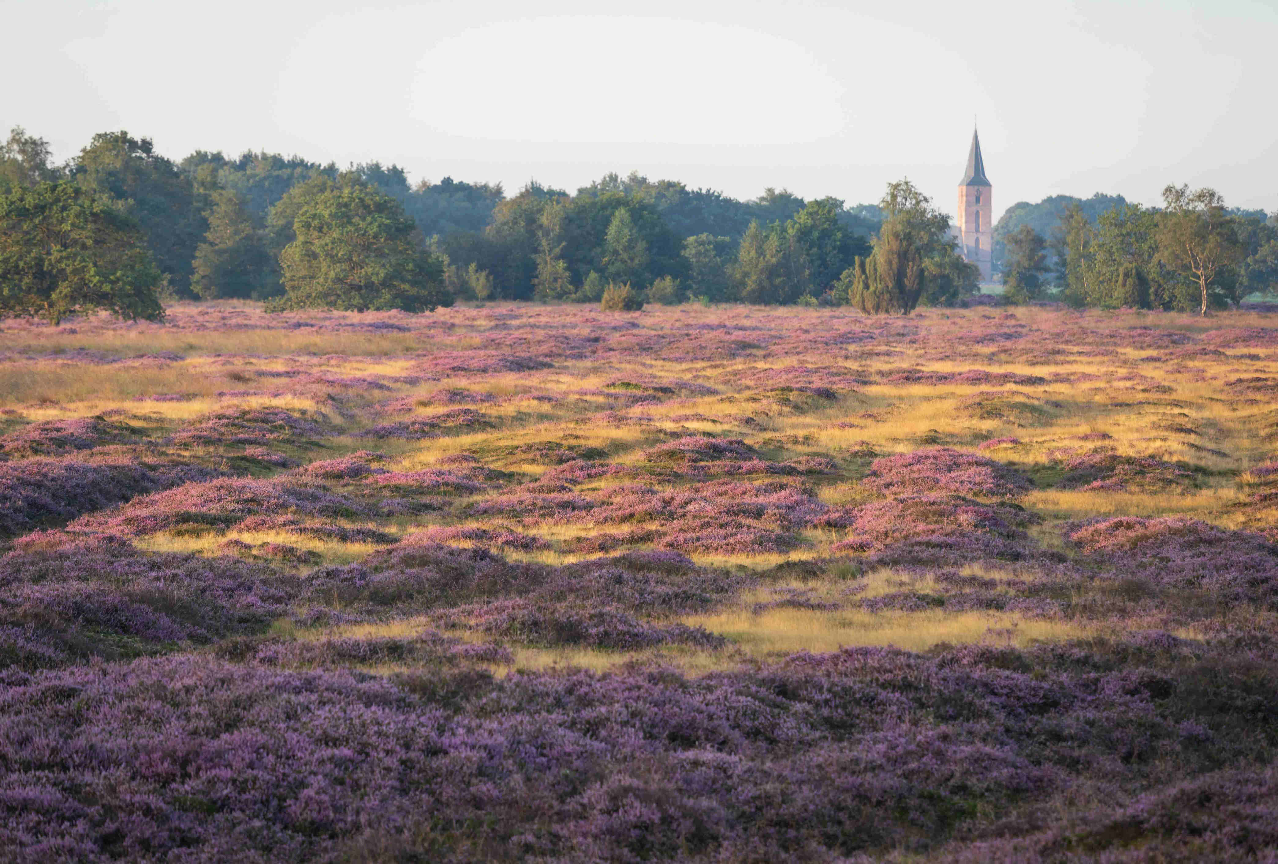 Een bijzonder verhaal: de geschiedenis van heide in Drenthe
