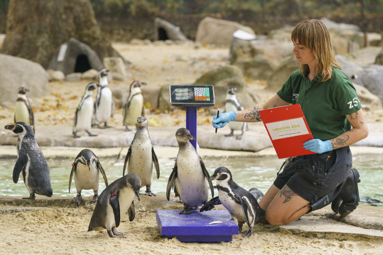 Cute footage shows penguins, capybaras and lemurs being weighed at ...