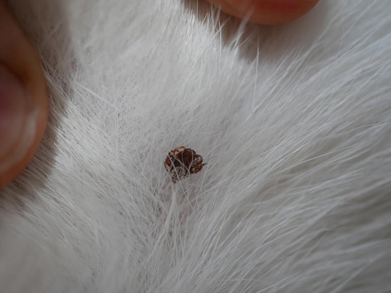 Tick-borne Rocky Mountain spotted fever spreading in Canada