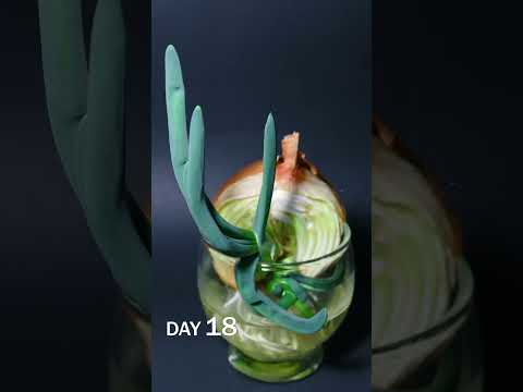 Half onion growing in water time lapse