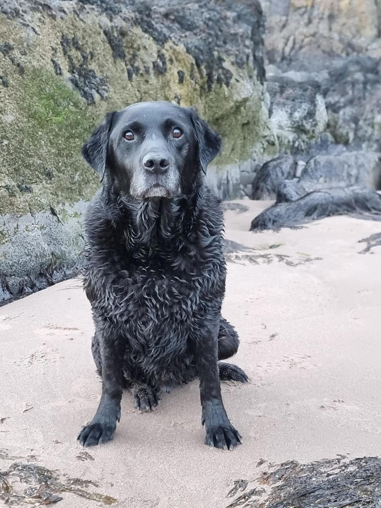 Energetic labrador back on his paws following spinal surgery