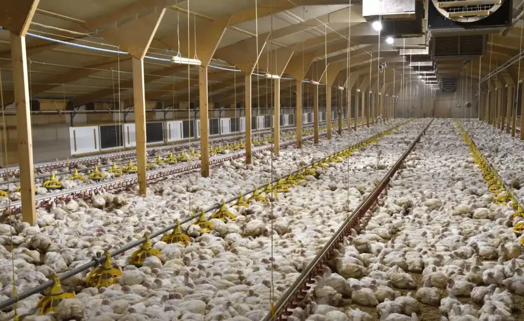It Costs Less Than A Hundredth Of A Cent To Stop An Hour Of Chicken ...