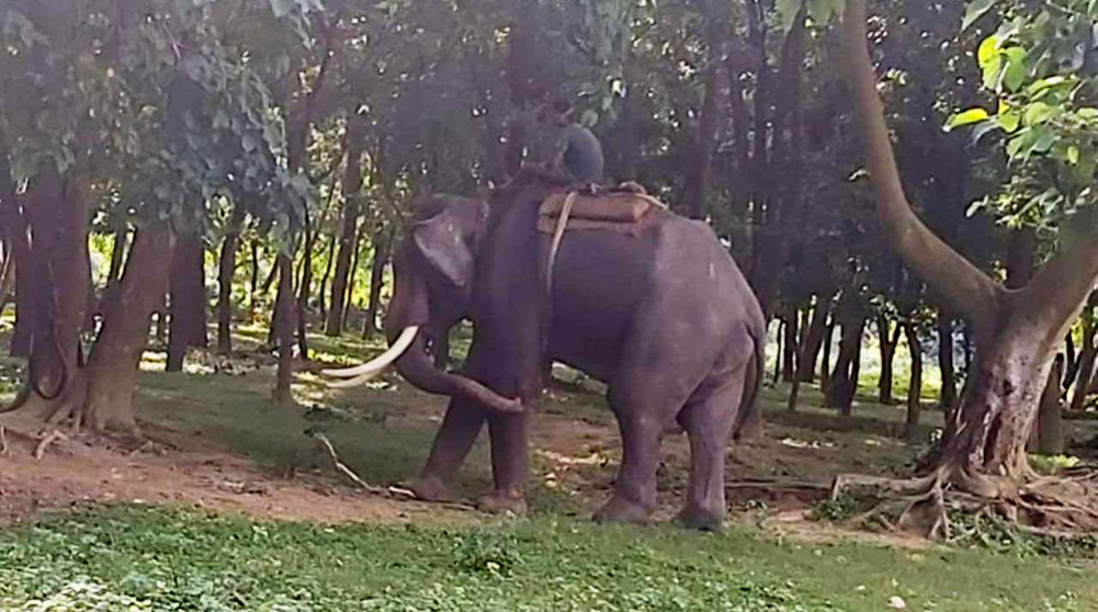 Aggressive leopard attacks elephant deployed in Bardiya forest