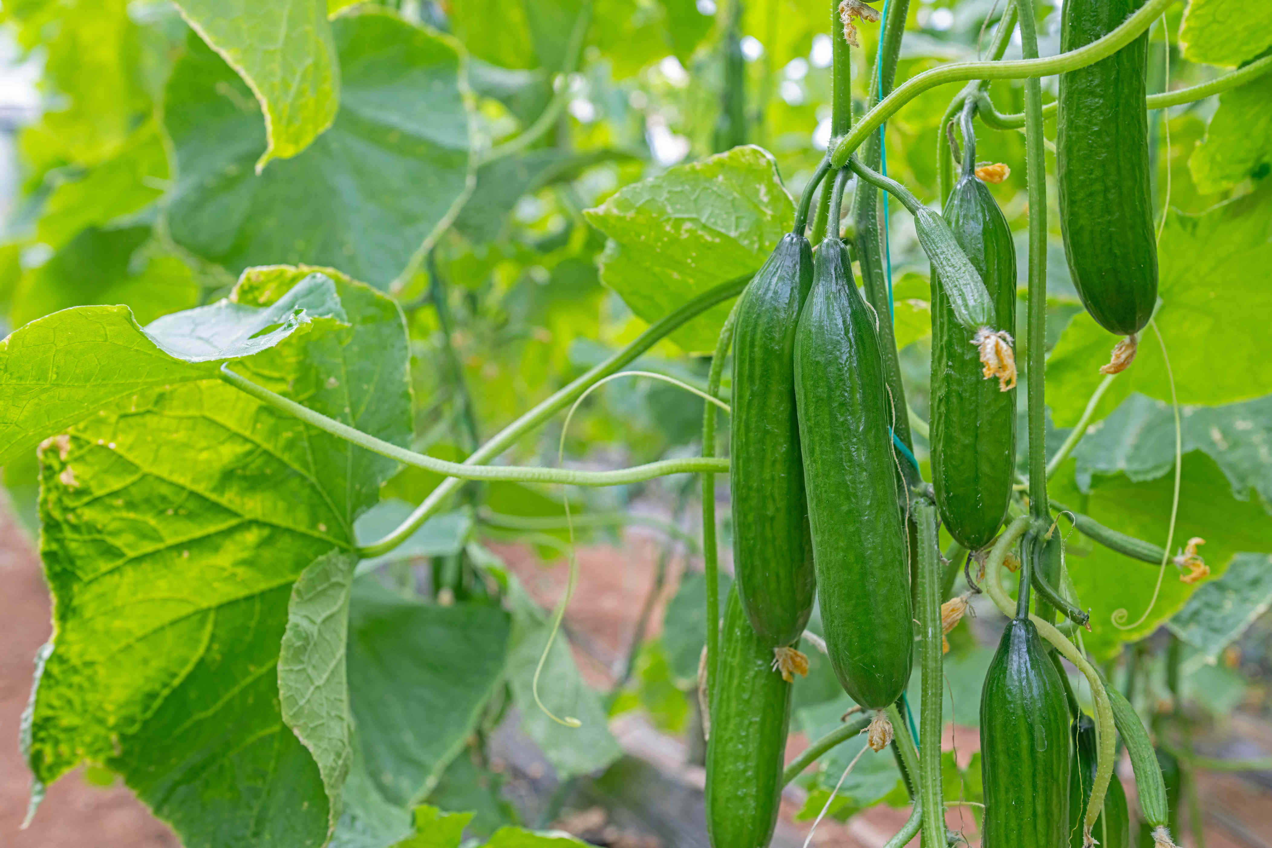 11 Reasons Your Cucumber Leaves Are Wilting—and How to Fix It
