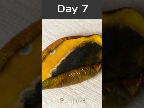 Rotten Mango Slice 12-day Time Lapse