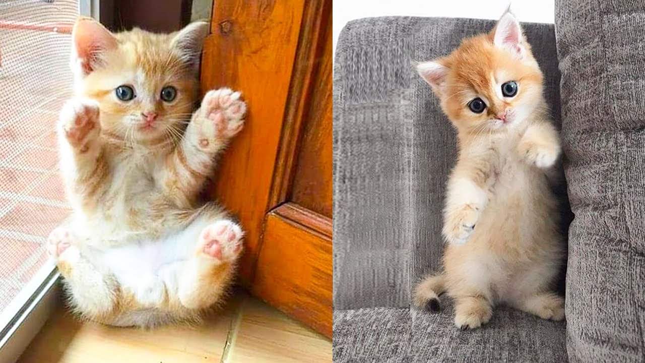 Curious Kittens Posing by the Couch
