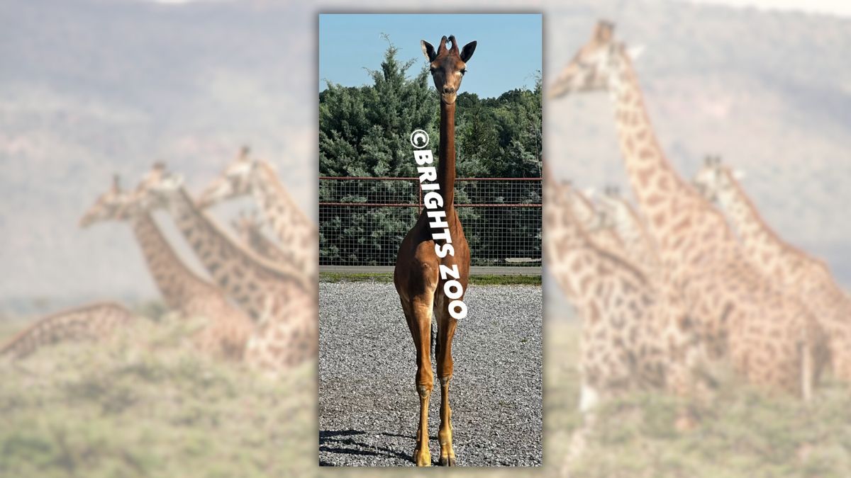 Rare spotless giraffe lives in Tennessee zoo. Reports suggest it's not ...