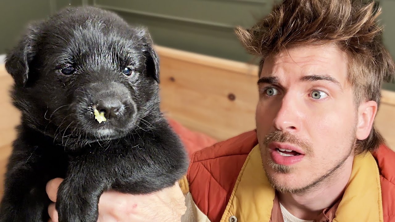 Puppies struggle with sudden sickness