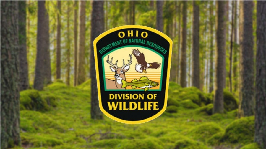 ODNR asks for reports of dead or sick deer to track disease outbreaks
