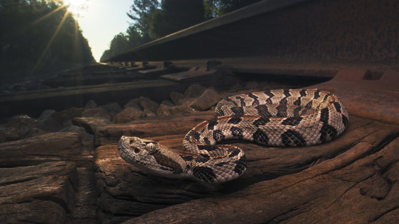 Hiker picks up venomous snake, dies after bite triggers rare allergic ...