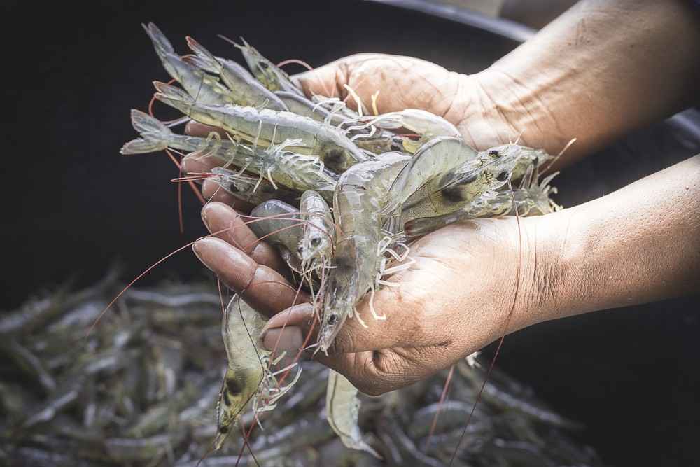 US recalls shrimp after radioactivity triggers health safety concerns