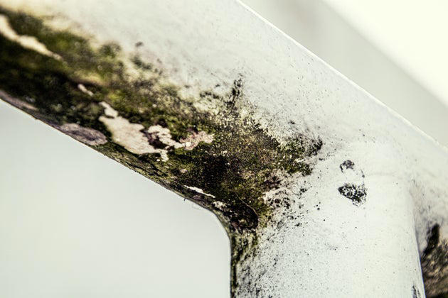 Got Mould? Here's How 'Burping' Your Home Can Help