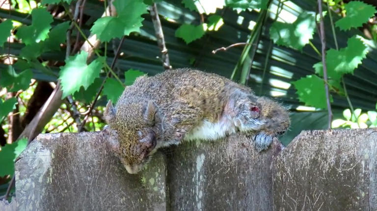 What Causes 'Zombie Squirrels' & What Should You Do If You See One?