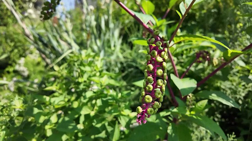 From lawn to life: How native plants attract beautiful butterflies to ...
