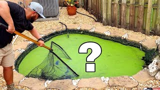 CAPTURED: Mysterious Pond Monster Found in Green Water!