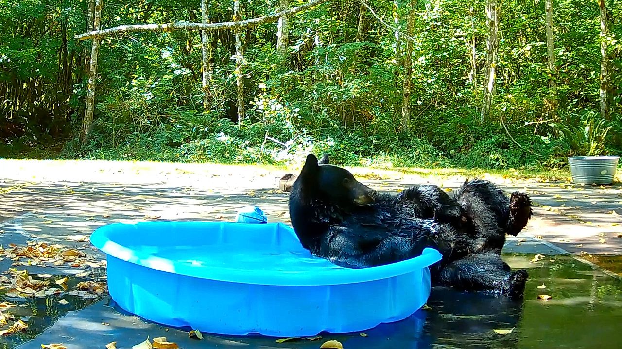 Un oso relajado se refresca y se rasca la barriga en un jardín de Seattle
