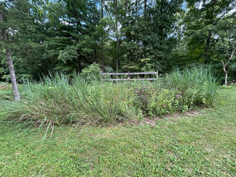 As firefly sightings decline, here’s how to create a certified habitat