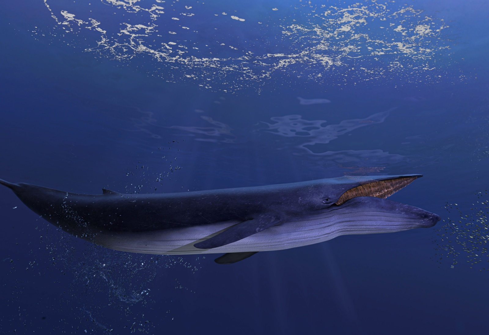 The Largest Animals Living On Our Planet