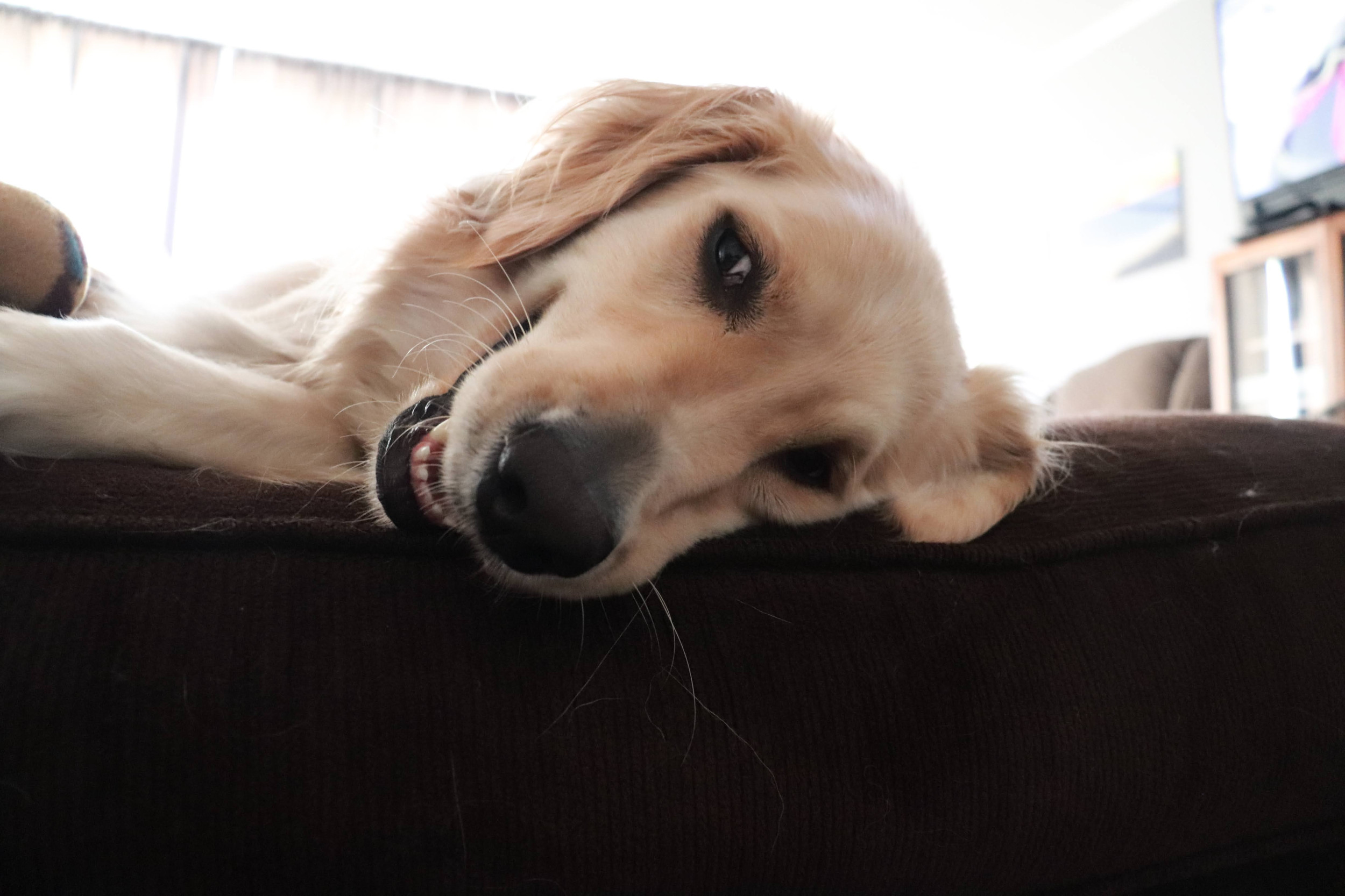 Golden retriever owner checks pet cam, hysterics as she isn't in crate