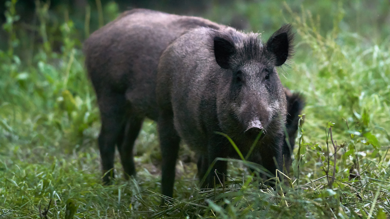 "I'm not talking about a little”: Warning issued after neon blue wild ...
