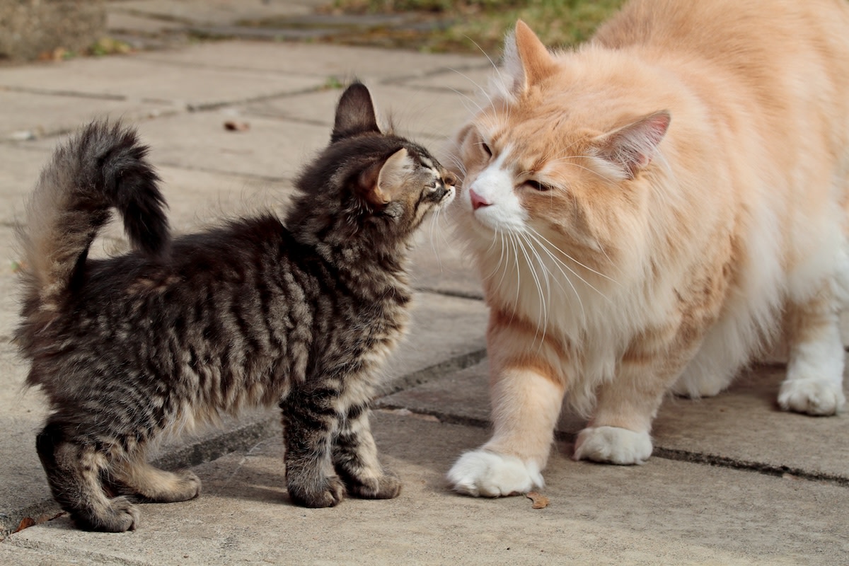 Formerly Feral Cat Goes Into Instant 'Daddy Mode' Upon Meeting Tiny Kitten