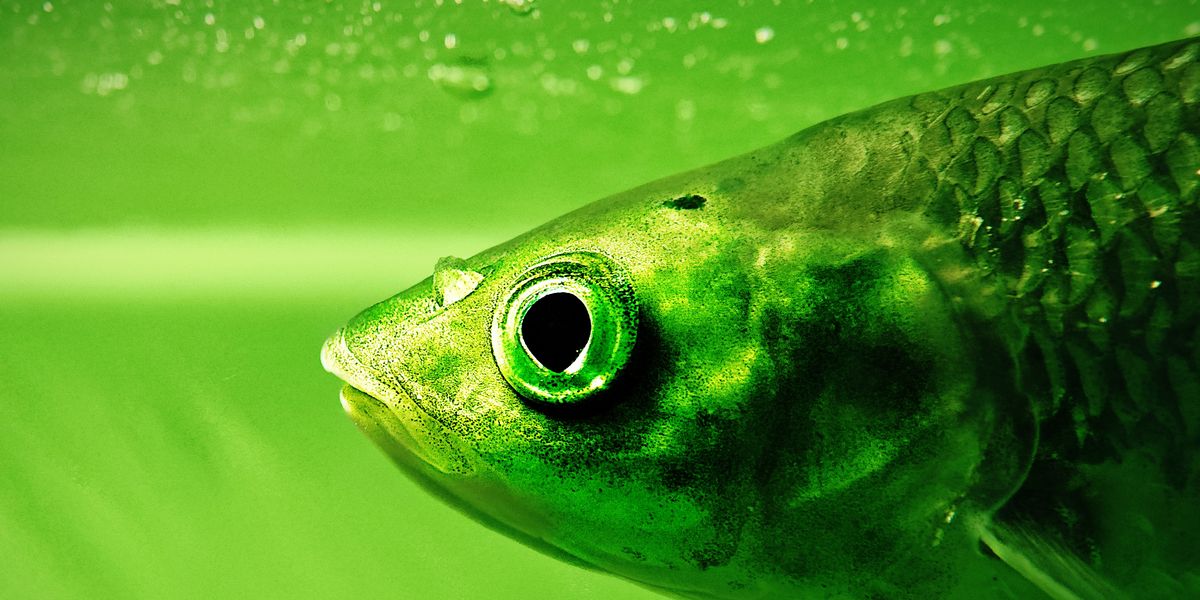 Scientists Goofed and Accidentally Created a New Kind of Fish