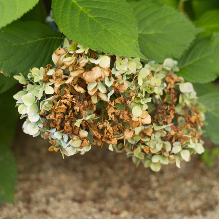I've seen more hydrangeas turning brown than ever this year – here's ...