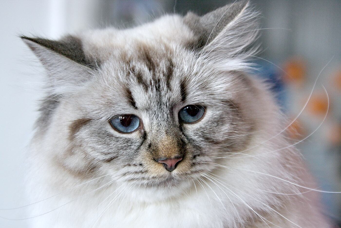 These Grey and White Cat Breeds Are Simply Stunning