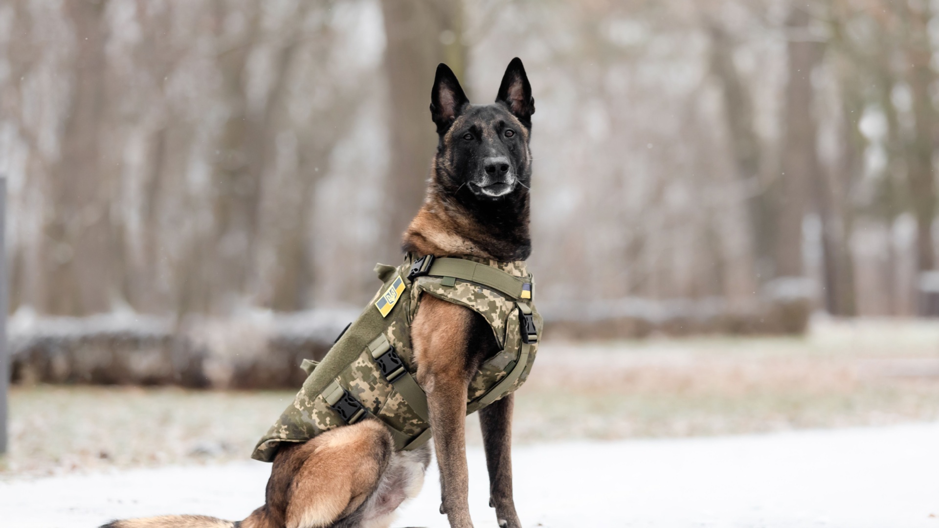 12 Intelligent Dog Breeds That May Be Challenging For First-Time Owners