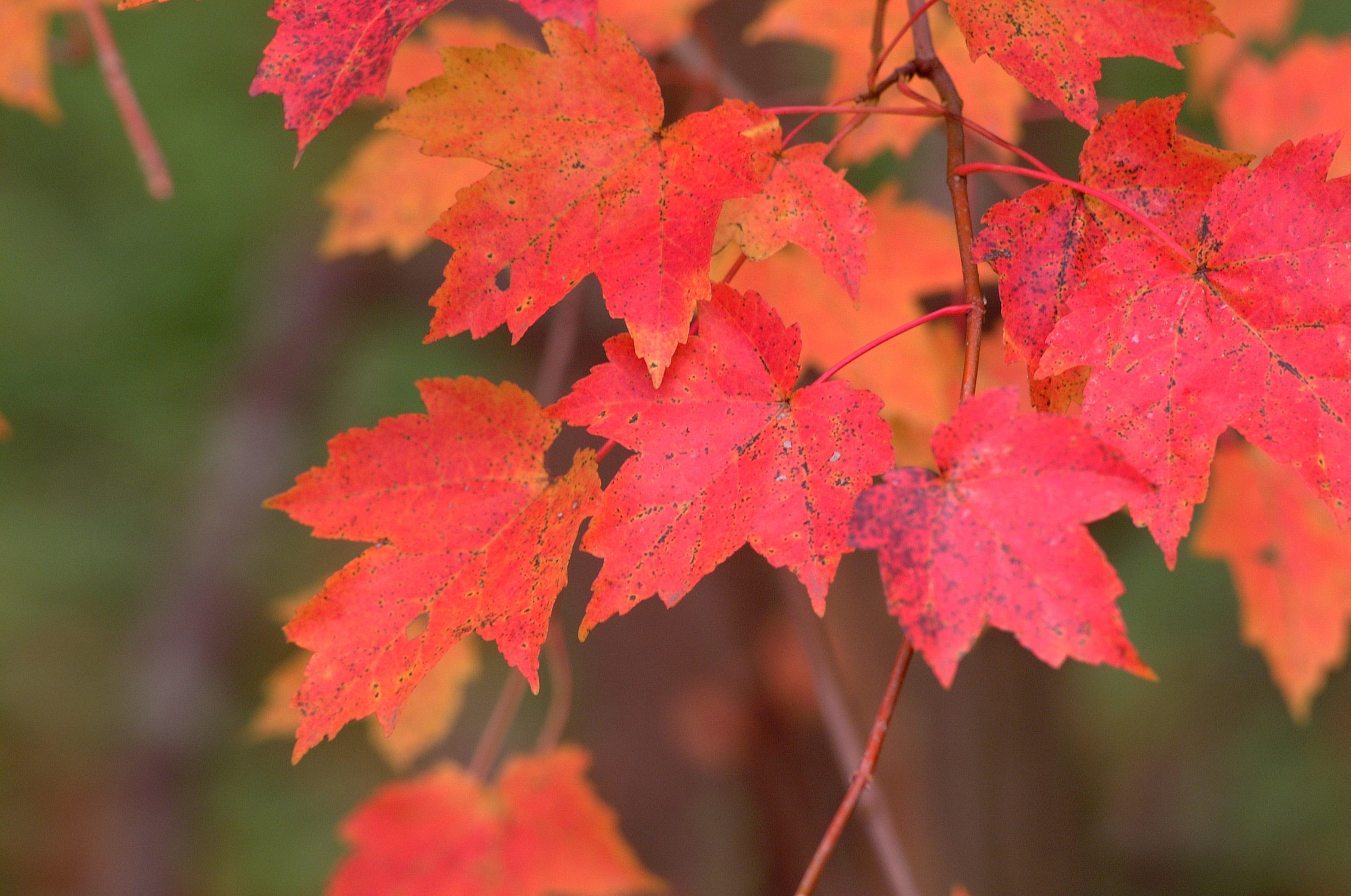 When does fall start? There are two answers. What to know