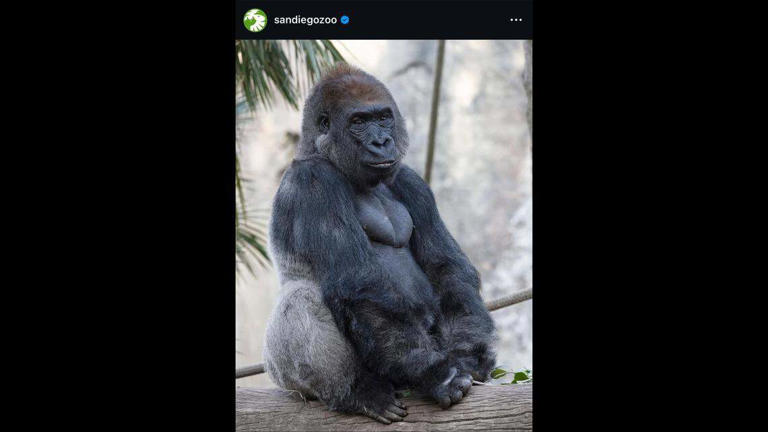 ‘Gentle giant' of a gorilla unexpectedly dies at San Diego Zoo. ‘Deep ...