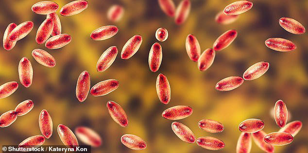 Patient infected with medieval disease after being bitten by a flea in ...