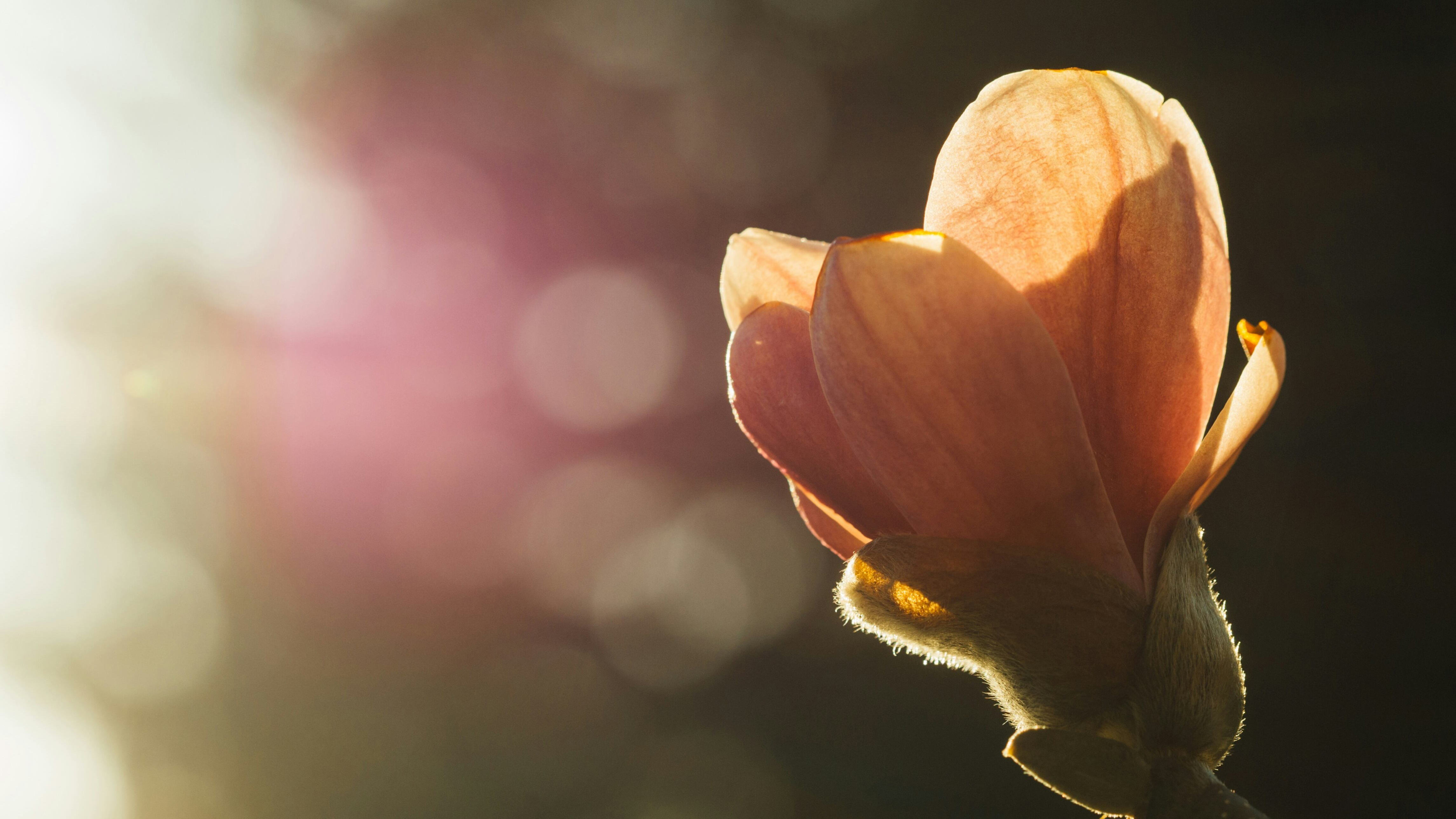 New floral design studio opening at Highland Village shopping center