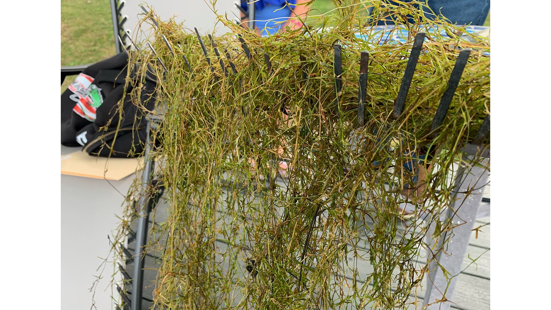Westmore residents say native weed taking over Lake Willoughby