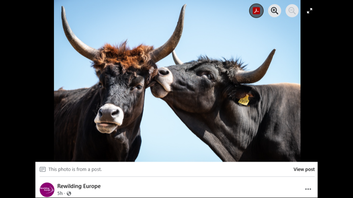 Giant cows hunted to extinction in 1627. Now, their ancestor is making ...